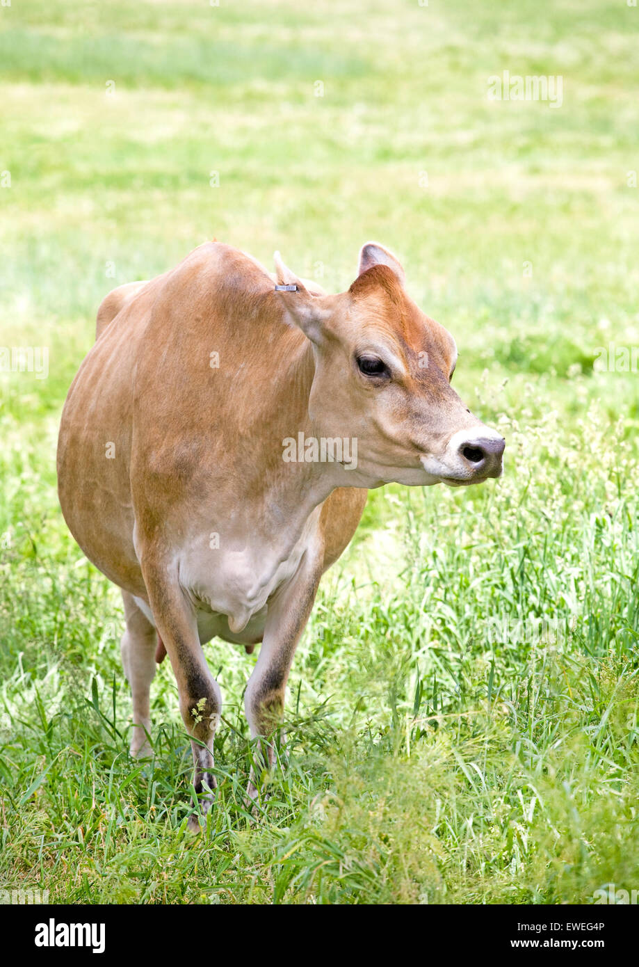 A Jersey cow, a breed of dairy cattle originally bred in the Channel ...