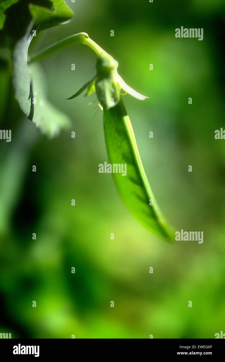 Pea pod growing in allotment Stock Photo - Alamy