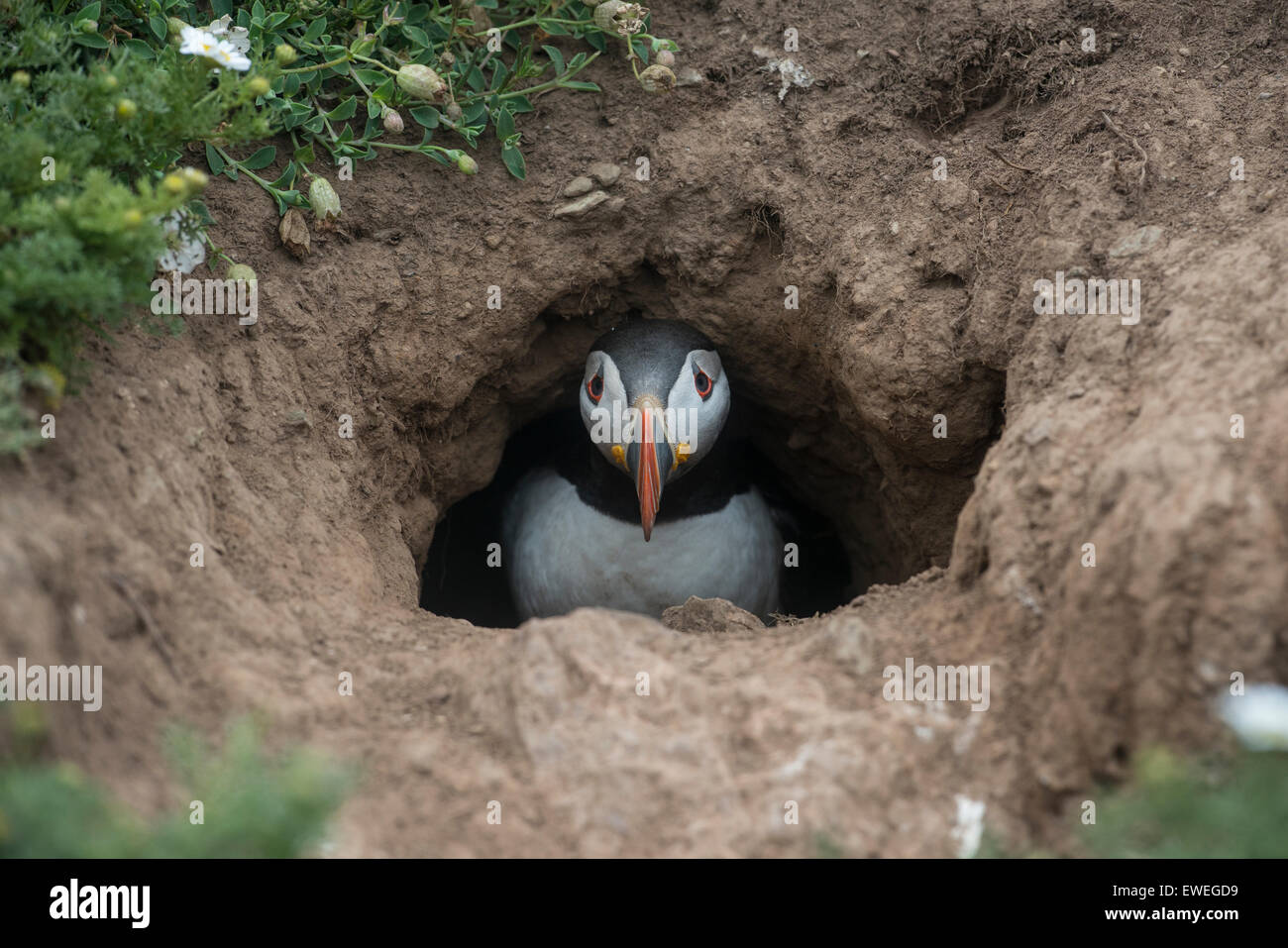 Atlantic puffin burrow hi-res stock photography and images - Alamy