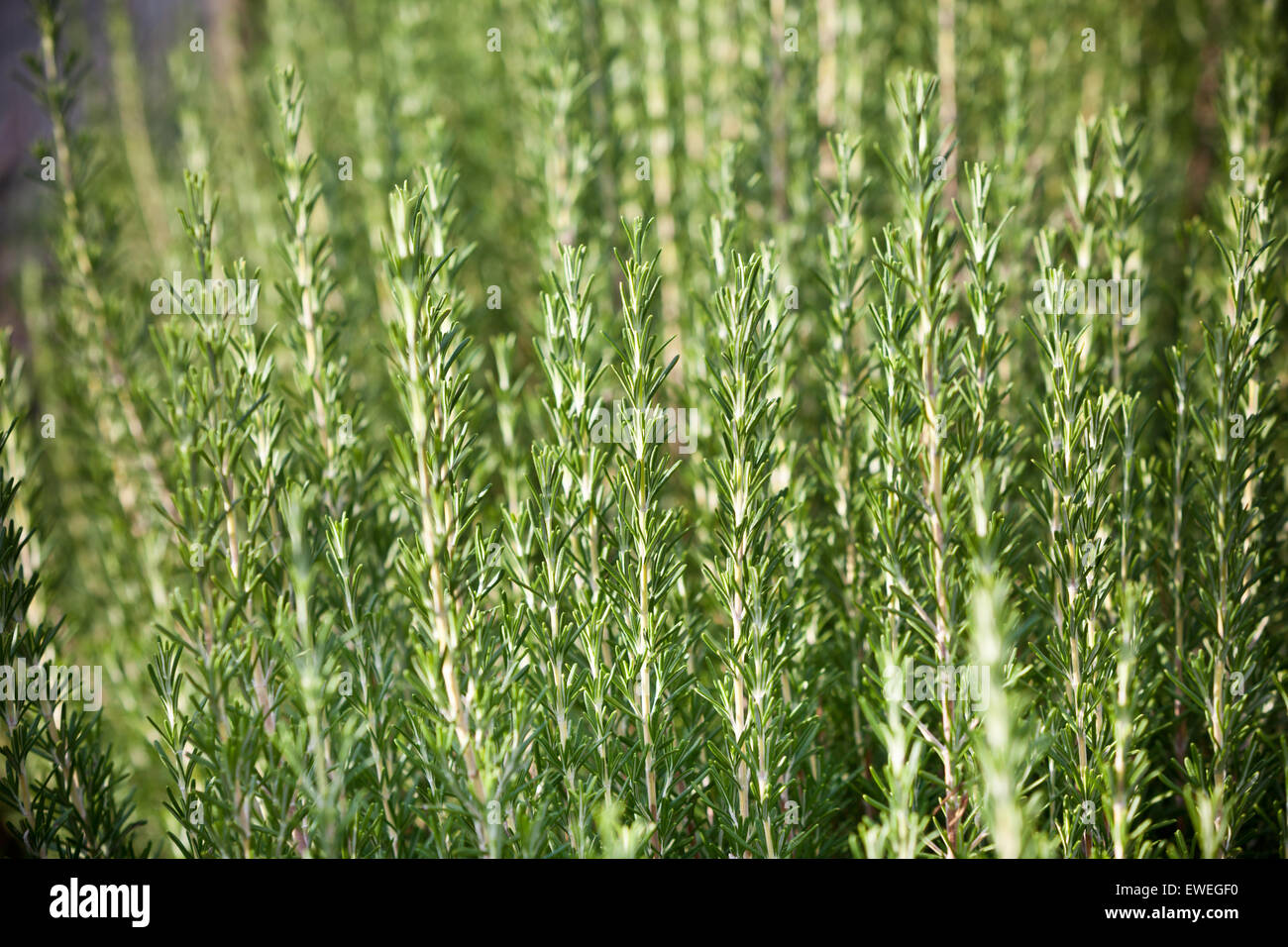 Green rosemary texture hi-res stock photography and images - Alamy