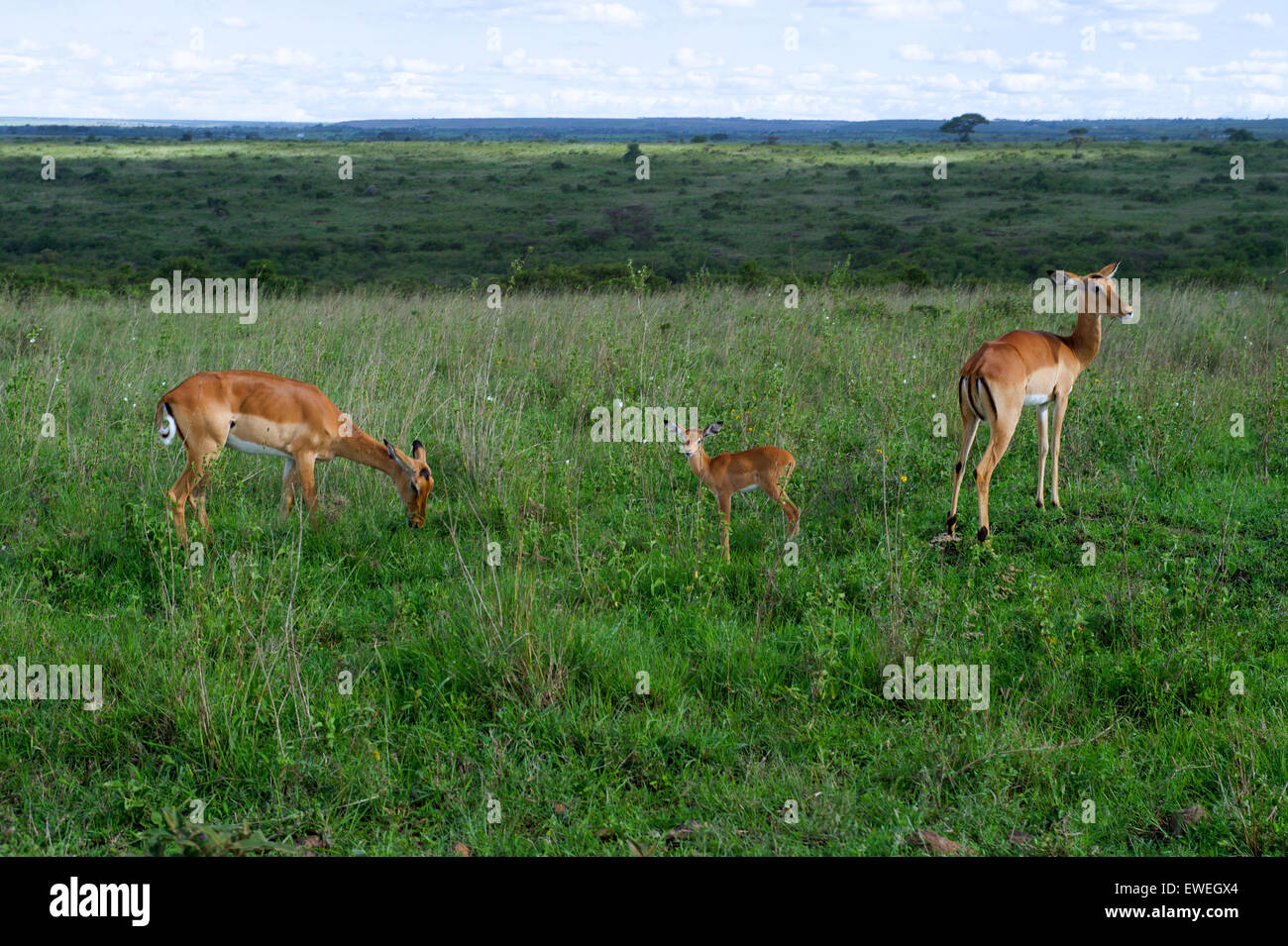 Two female and one newborn impala stand in a field in Nairobi National ...