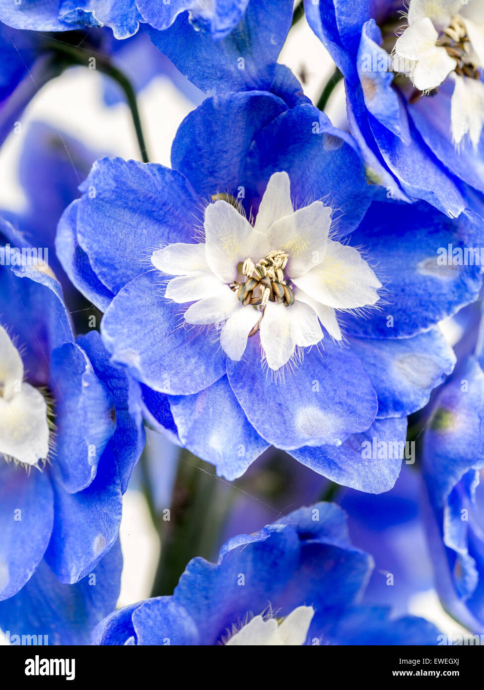 Closeup of larkspur flowers in blossom Stock Photo - Alamy
