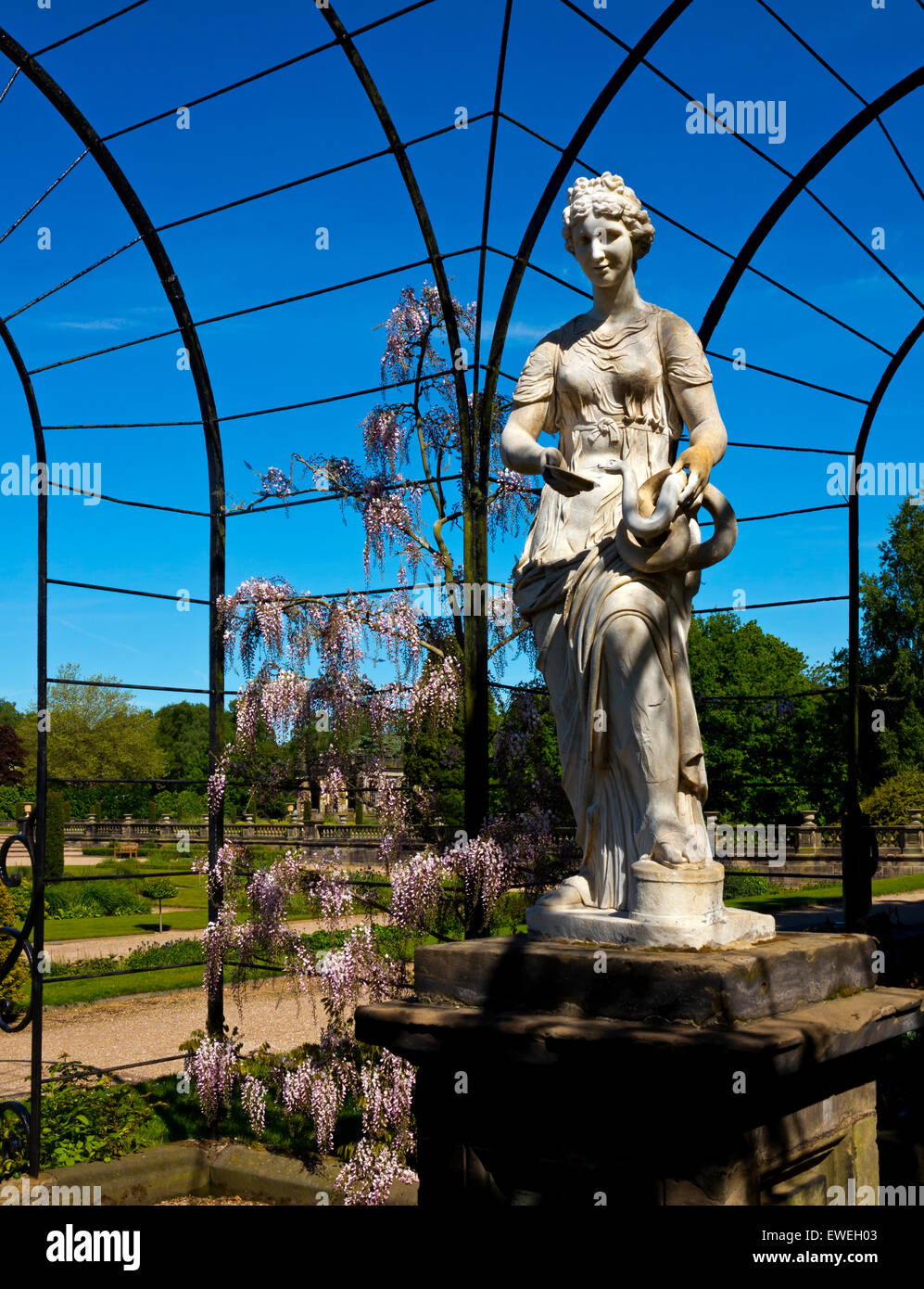 Wisteria growing in the Trellis Walk next to statue at Trentham Gardens ...
