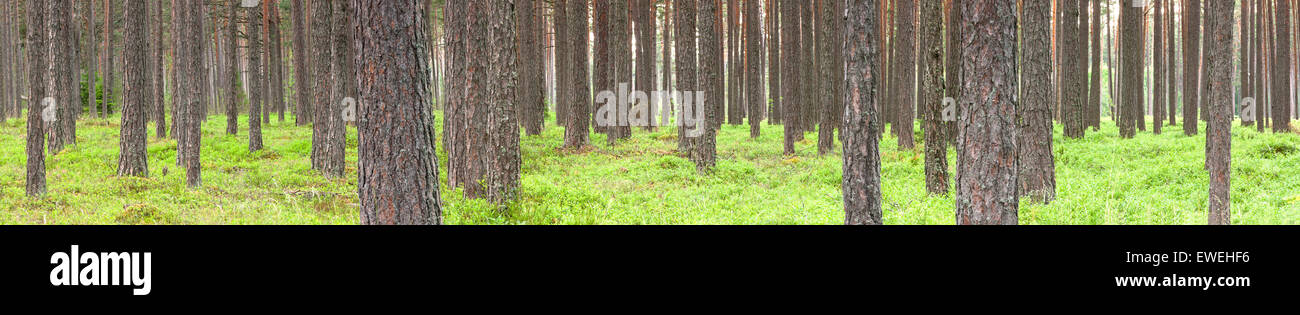 Large forest tree hi-res stock photography and images - Alamy