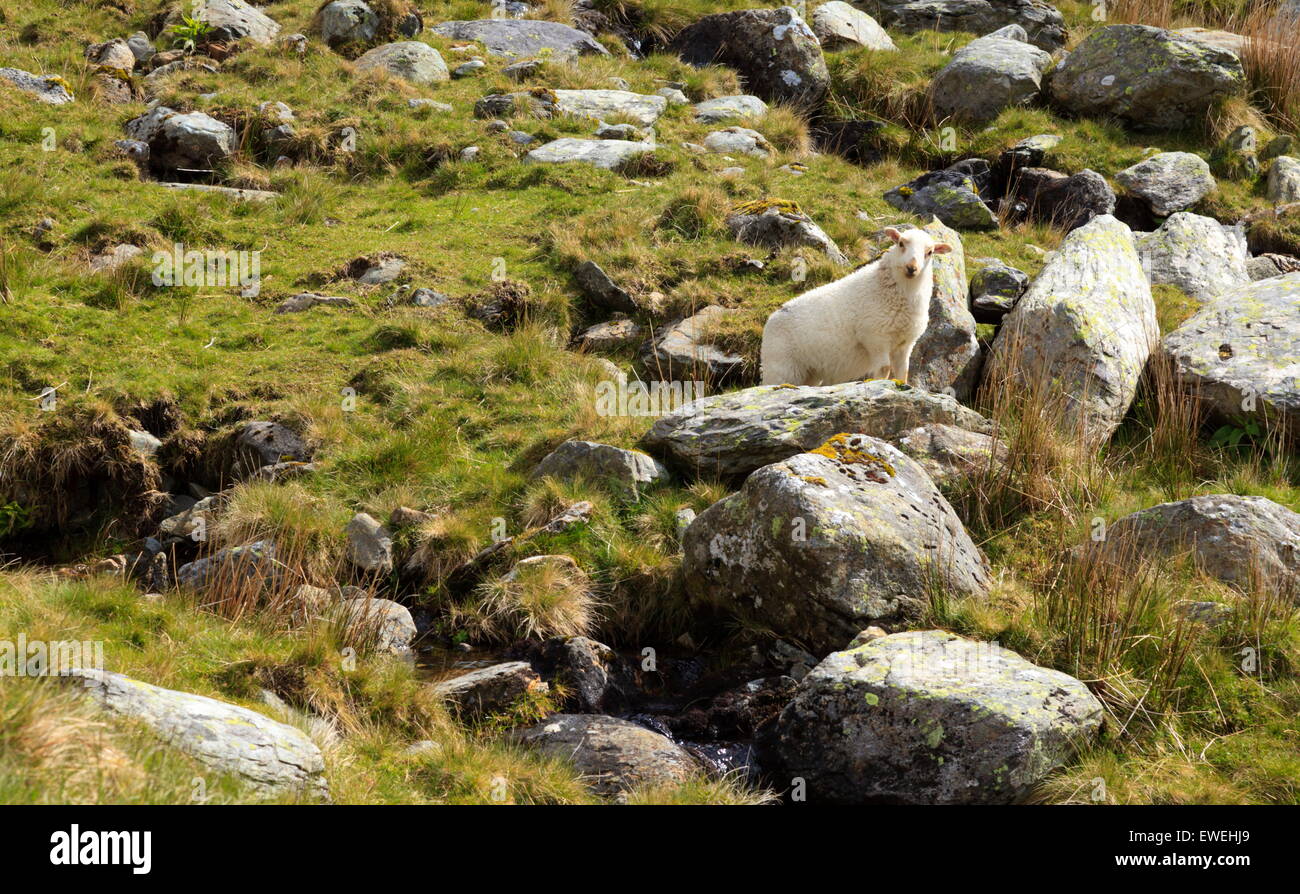 Young Welsh lamb on the mountain side, Snowdonia Stock Photo - Alamy
