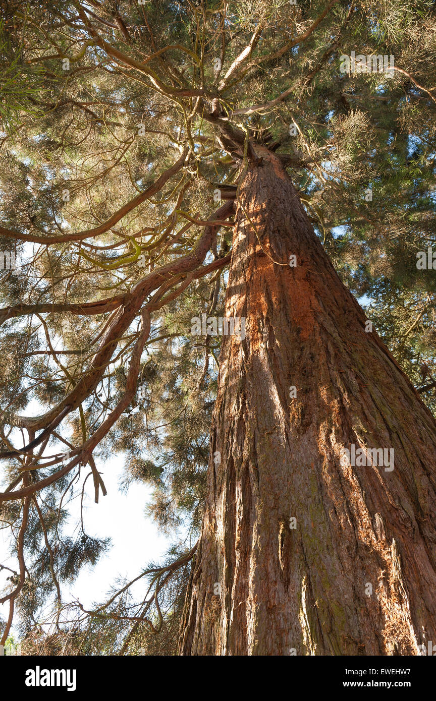 one massive coniferous giant redwood at ground level showing the ...
