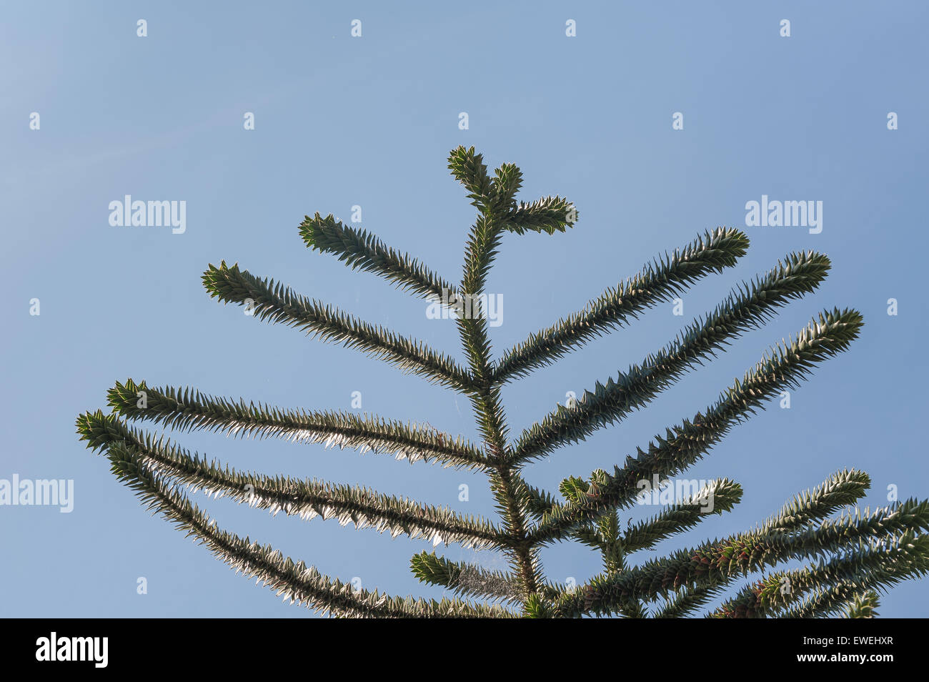 sparse mature branches of monkey puzzle tree branching out against blue ...