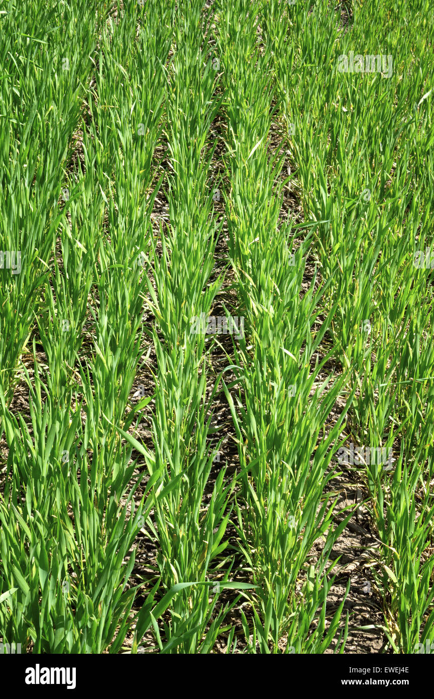 Vertical wallpaper green wheat hi-res stock photography and images - Alamy
