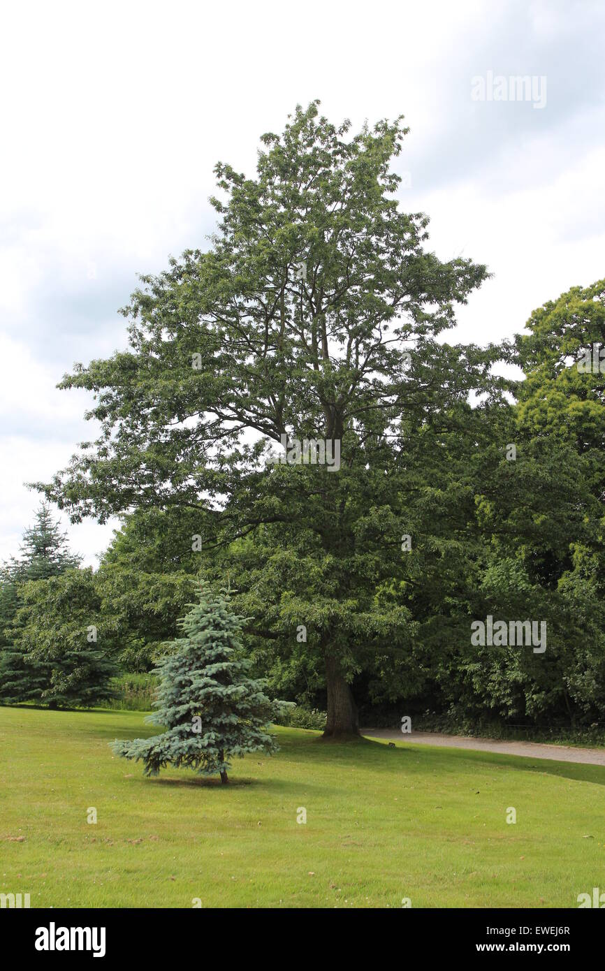 forest, freshness, green, growth, leaves, light, lush,macro, nature ...