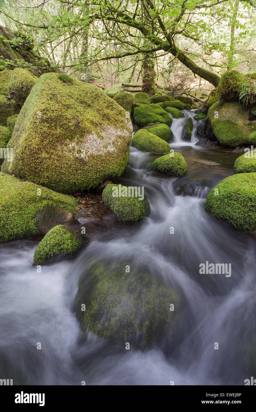 Dartmoor river moody hi-res stock photography and images - Alamy