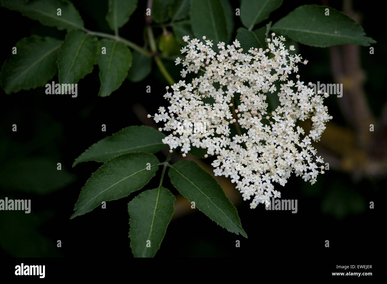 Elderflower tree hi-res stock photography and images - Alamy