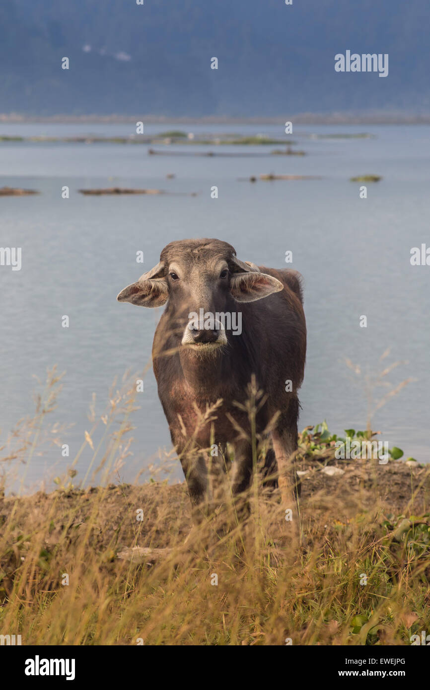 Buffalo farm india hi-res stock photography and images - Alamy