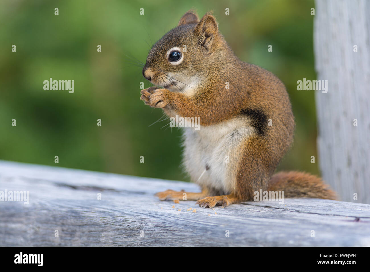 A close-up shot of a red squirrel eating some food Stock Photo - Alamy