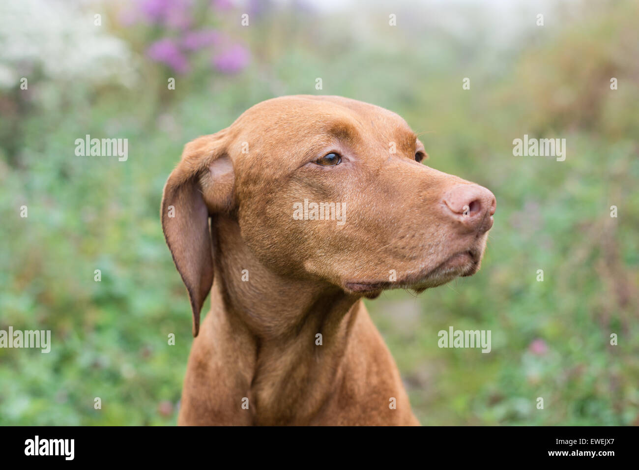 A female Vizsla dog (Hungarian Pointer) stares into the distance Stock ...