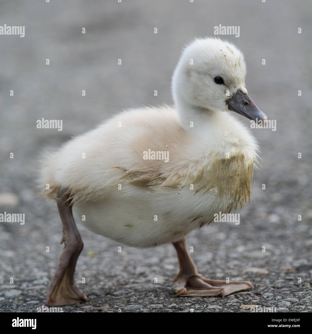 A muddy Mute Swan (Cygnus olor) cygnet walking on a path Stock Photo ...