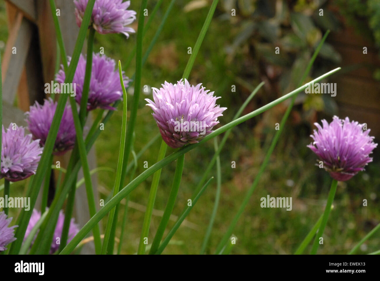 Chive family hi-res stock photography and images - Alamy