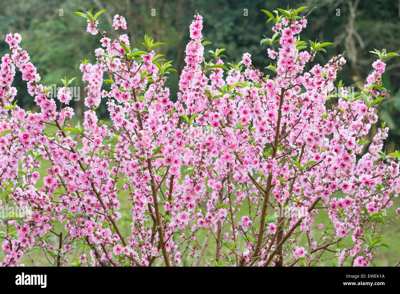 Wild Himalayan Cherry Stock Photo - Alamy