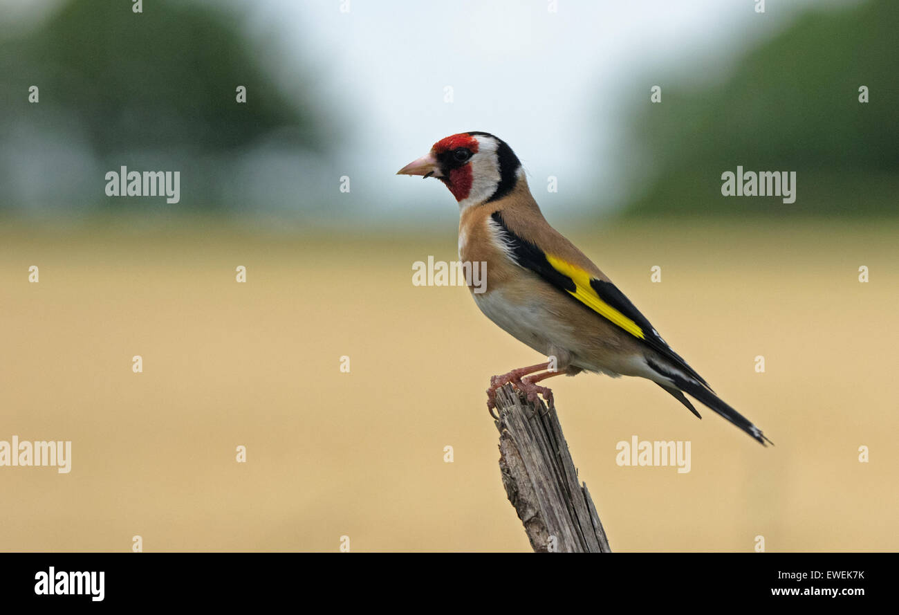 Goldfinch beautiful bird hi-res stock photography and images - Alamy