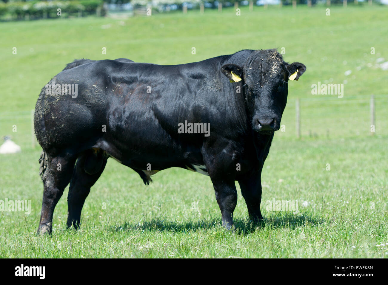 Black beef bull in pasture, showing a lot of muscleing. Cumbria, UK ...