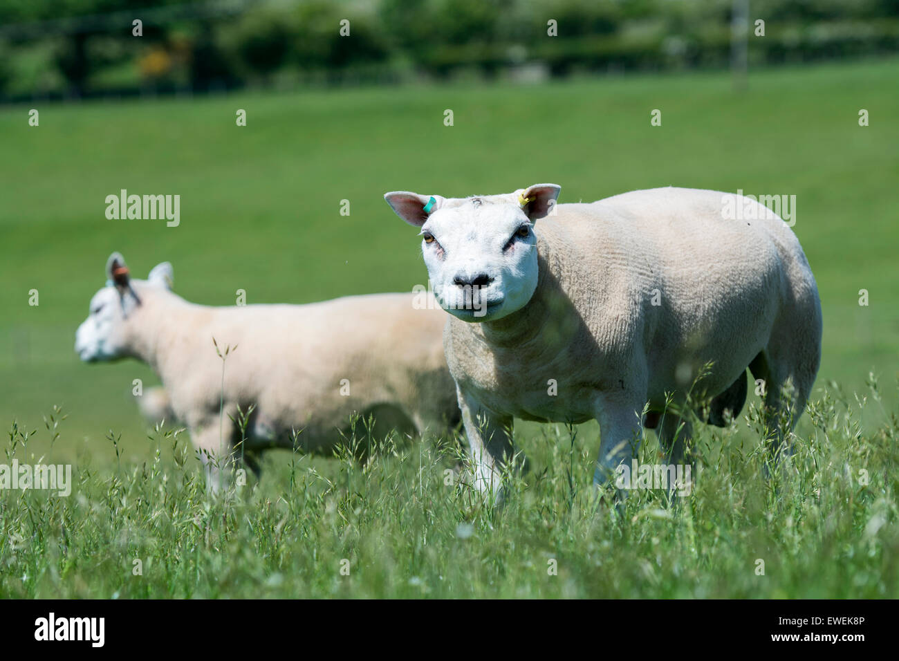 Shorn hi-res stock photography and images - Alamy