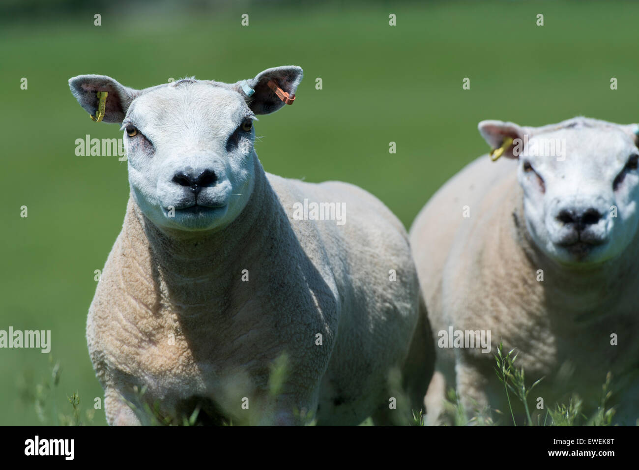 Shorn High Resolution Stock Photography and Images - Alamy