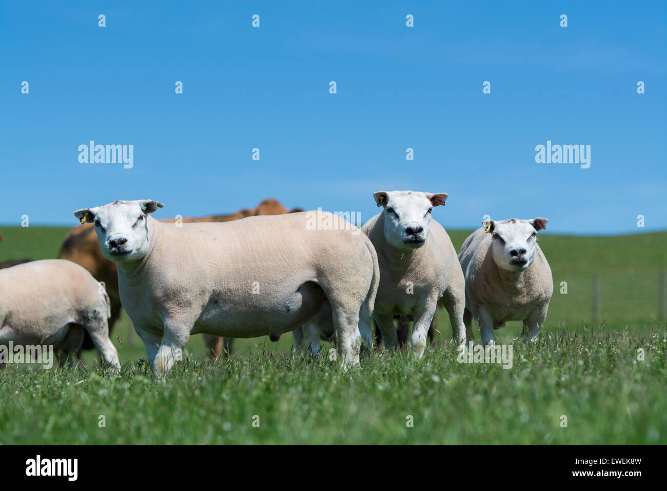 Shorn hi-res stock photography and images - Alamy