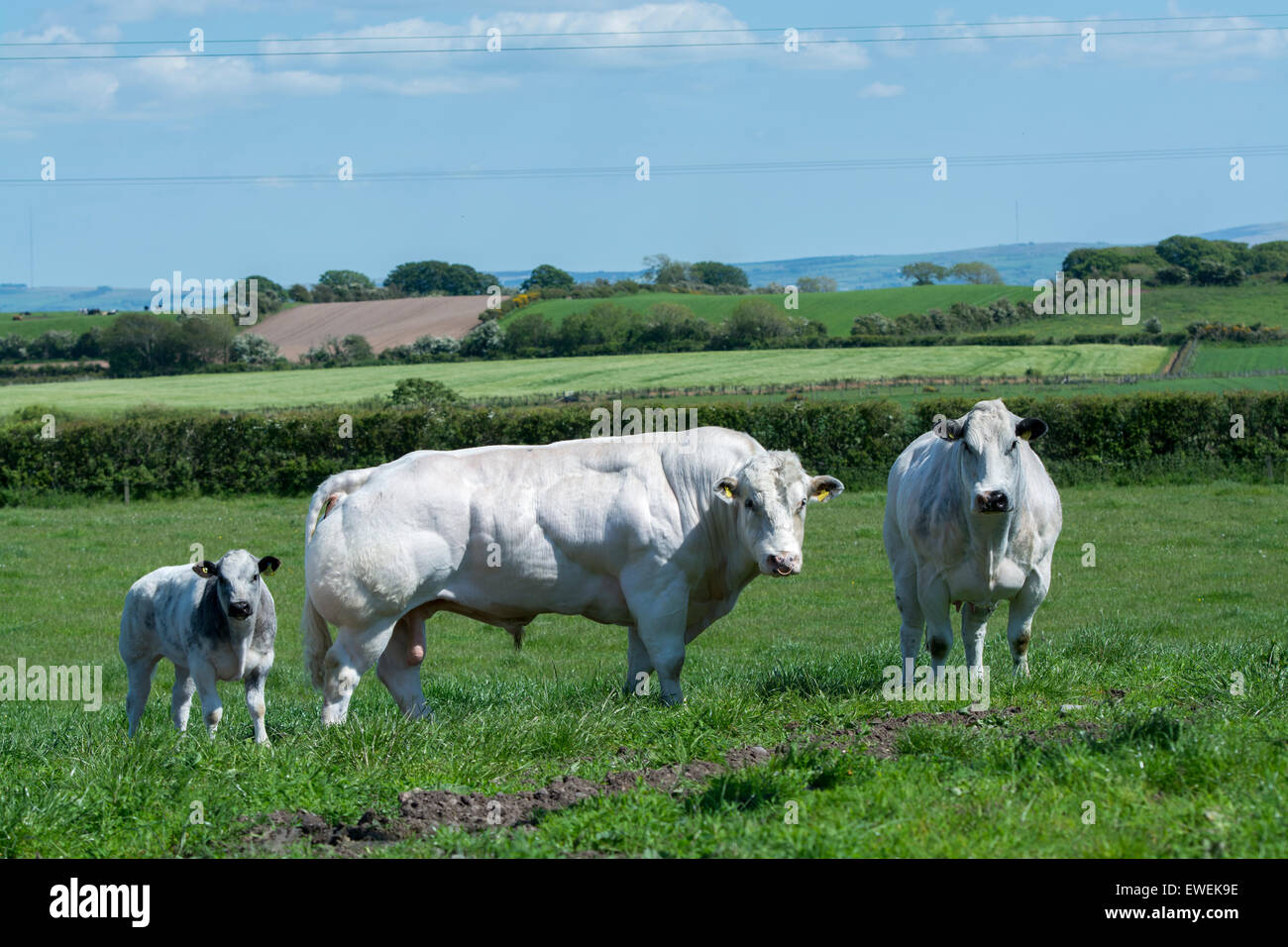 Pedigree british blue beef cow hi-res stock photography and images - Alamy
