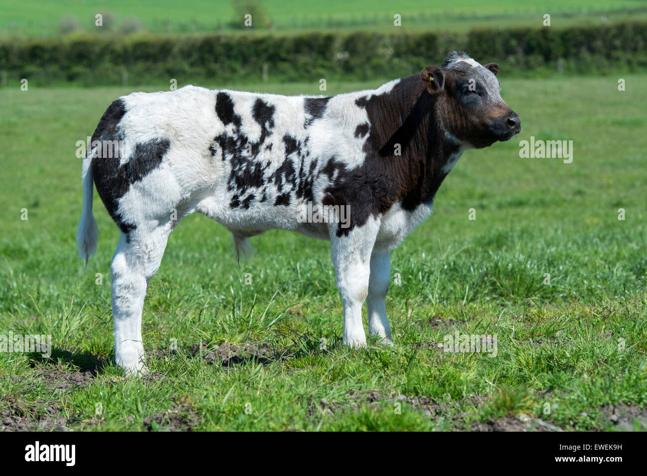 British blue calf hi-res stock photography and images - Alamy