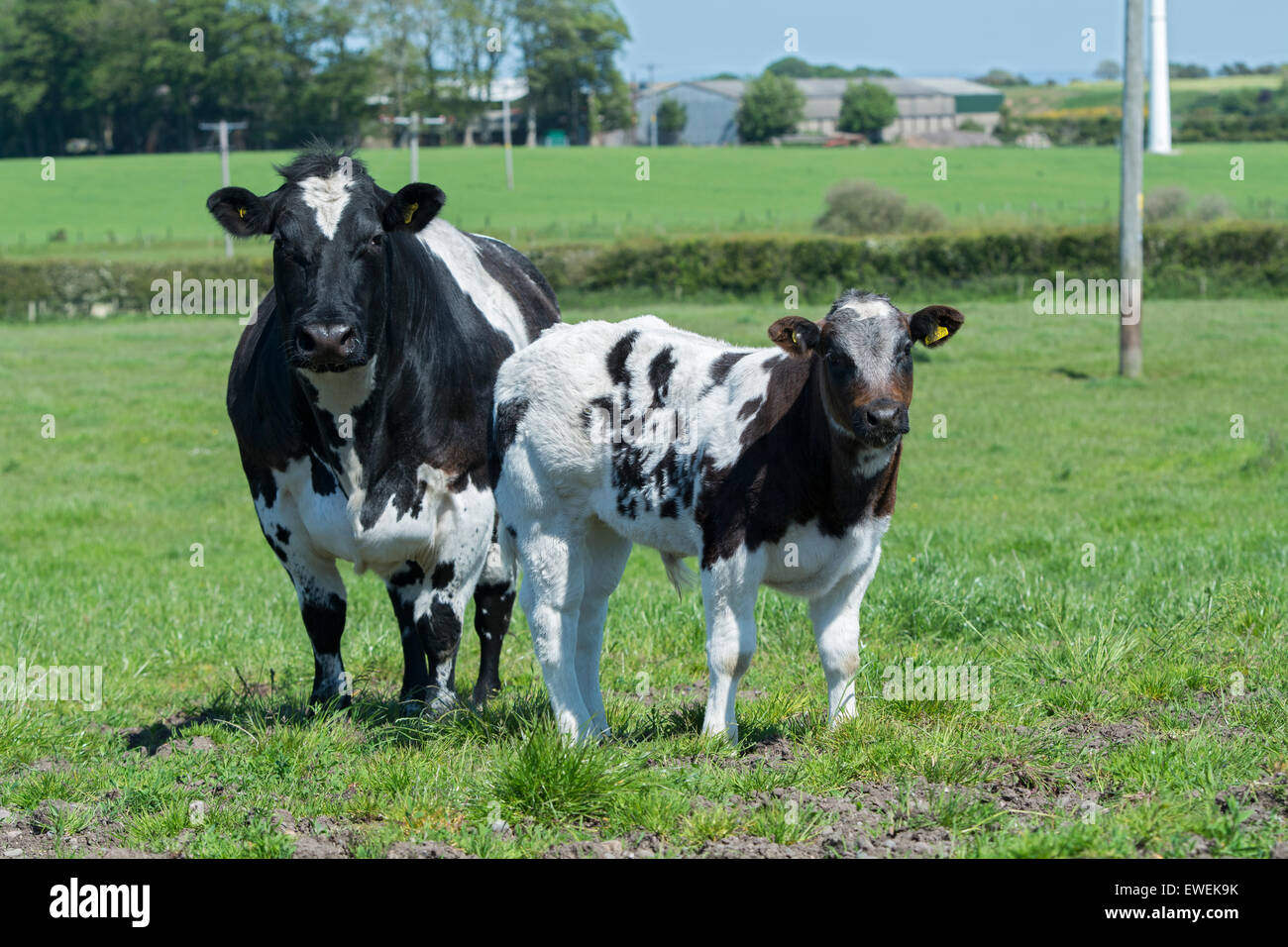 Calf a hi-res stock photography and images - Alamy