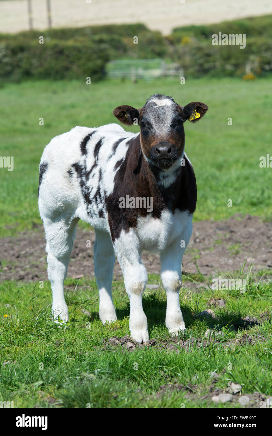 Pedigree british blue beef cow hi-res stock photography and images - Alamy