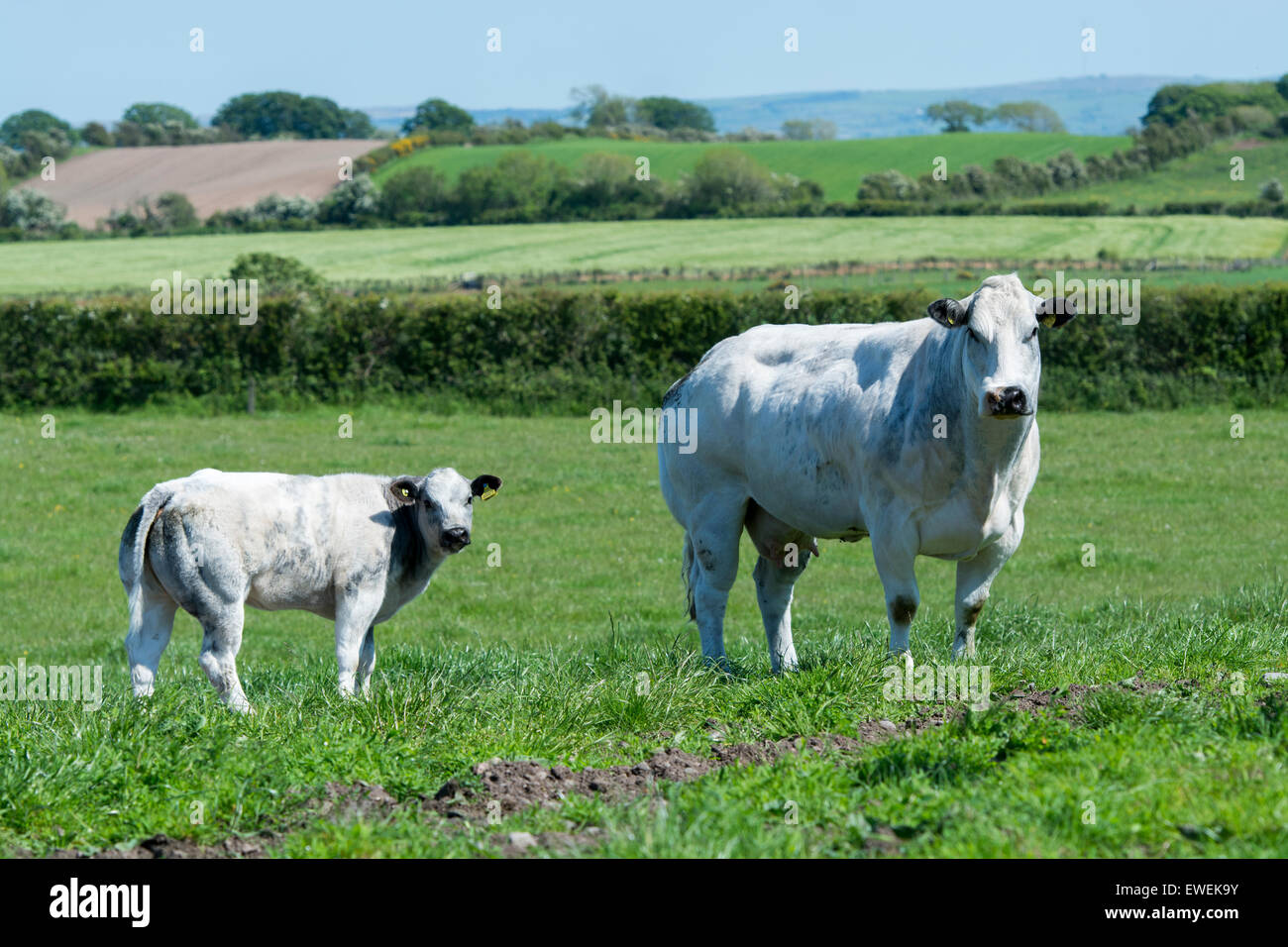 Beef cattle beef cow uk hi-res stock photography and images - Alamy