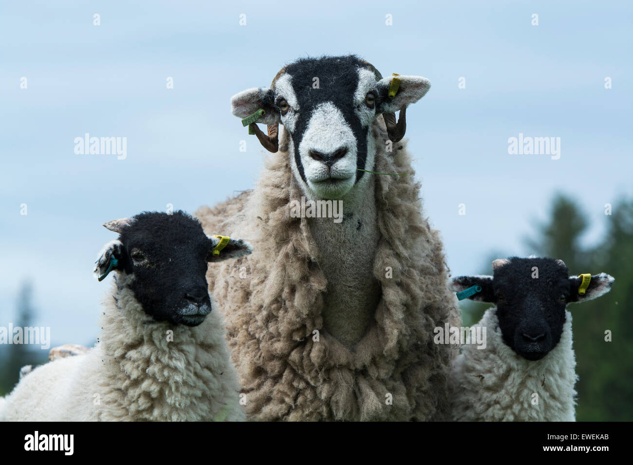 Swaledale ewe with lambs hi-res stock photography and images - Alamy