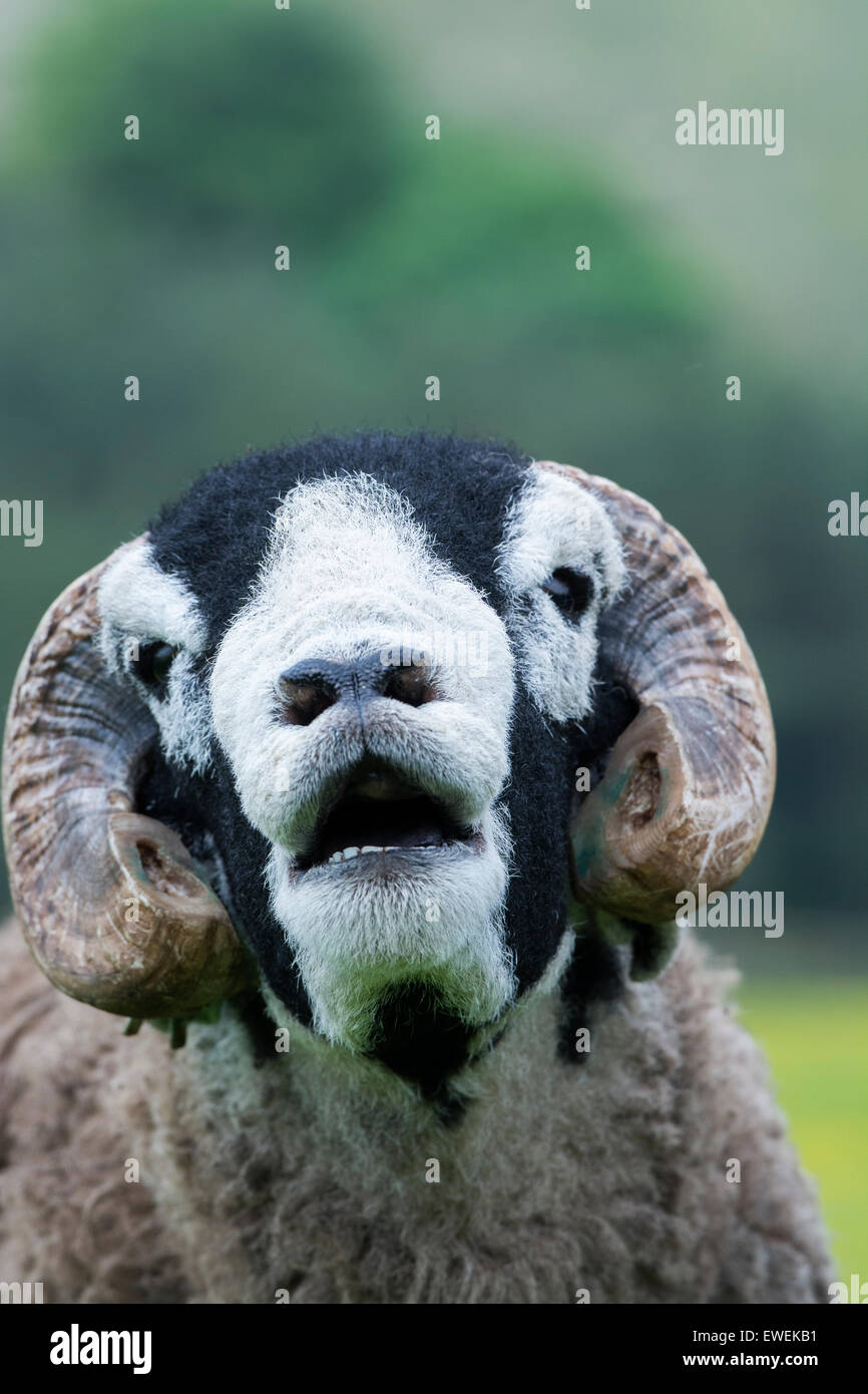 Sheep With Open Mouth