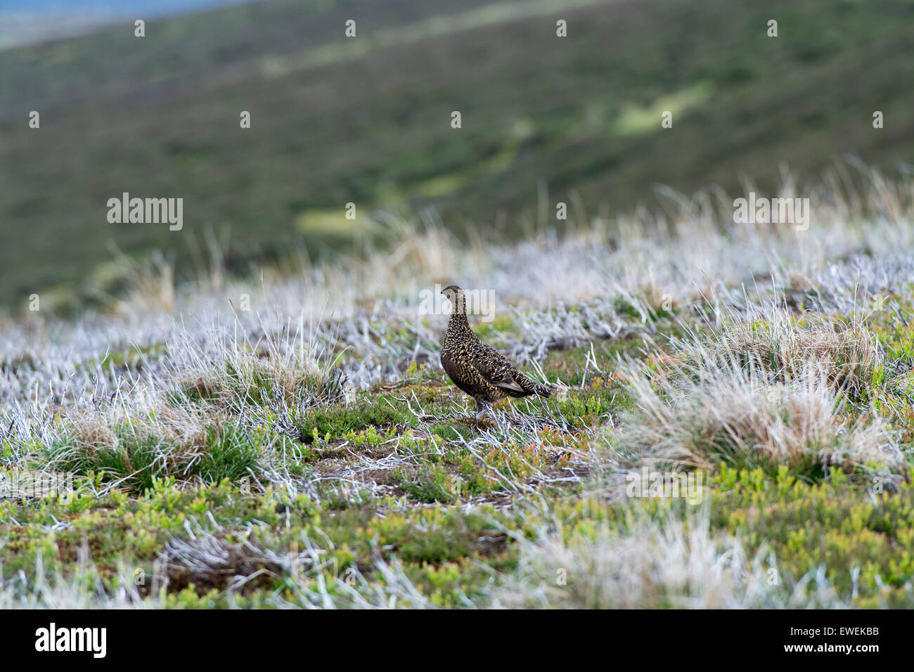 England moorland bird hi-res stock photography and images - Alamy