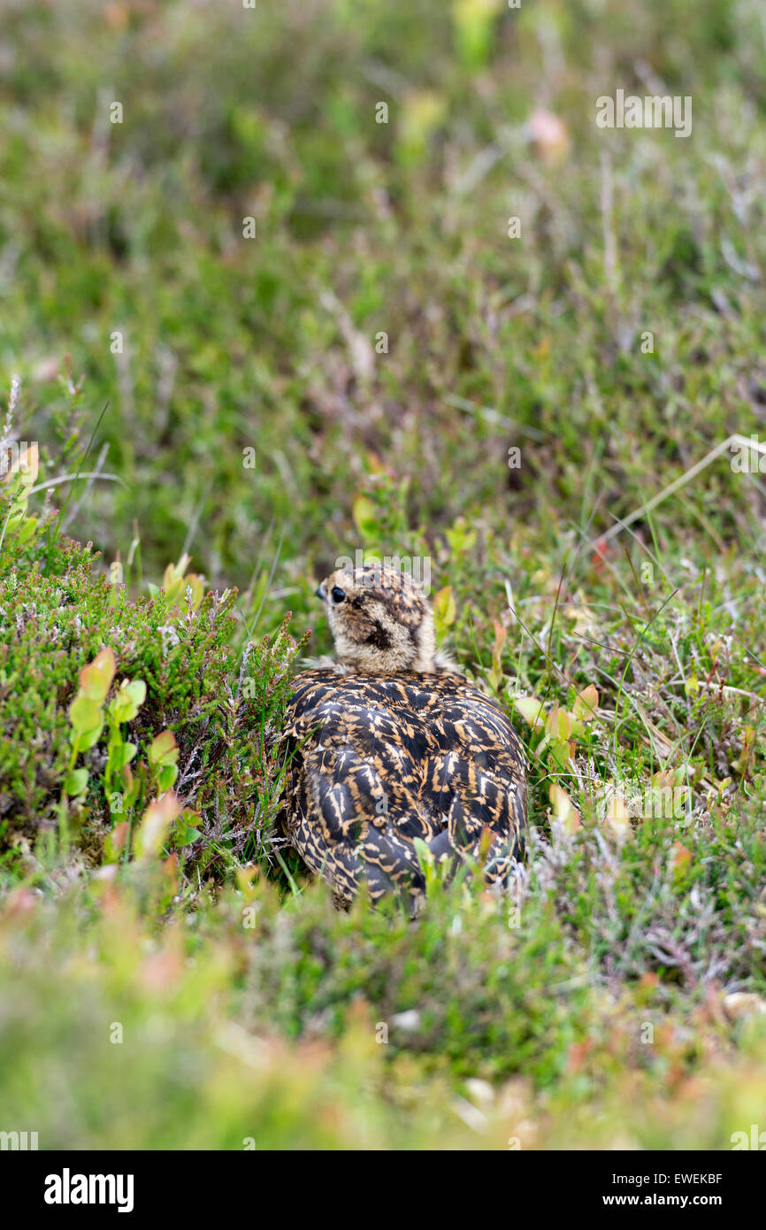 Red Grouse chicks hiding in heather on moorland in the Yorkshire Dales ...