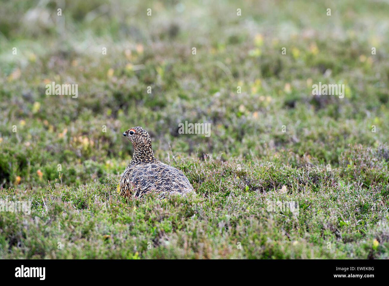 Red Grouse chicks hiding in heather on moorland in the Yorkshire Dales ...