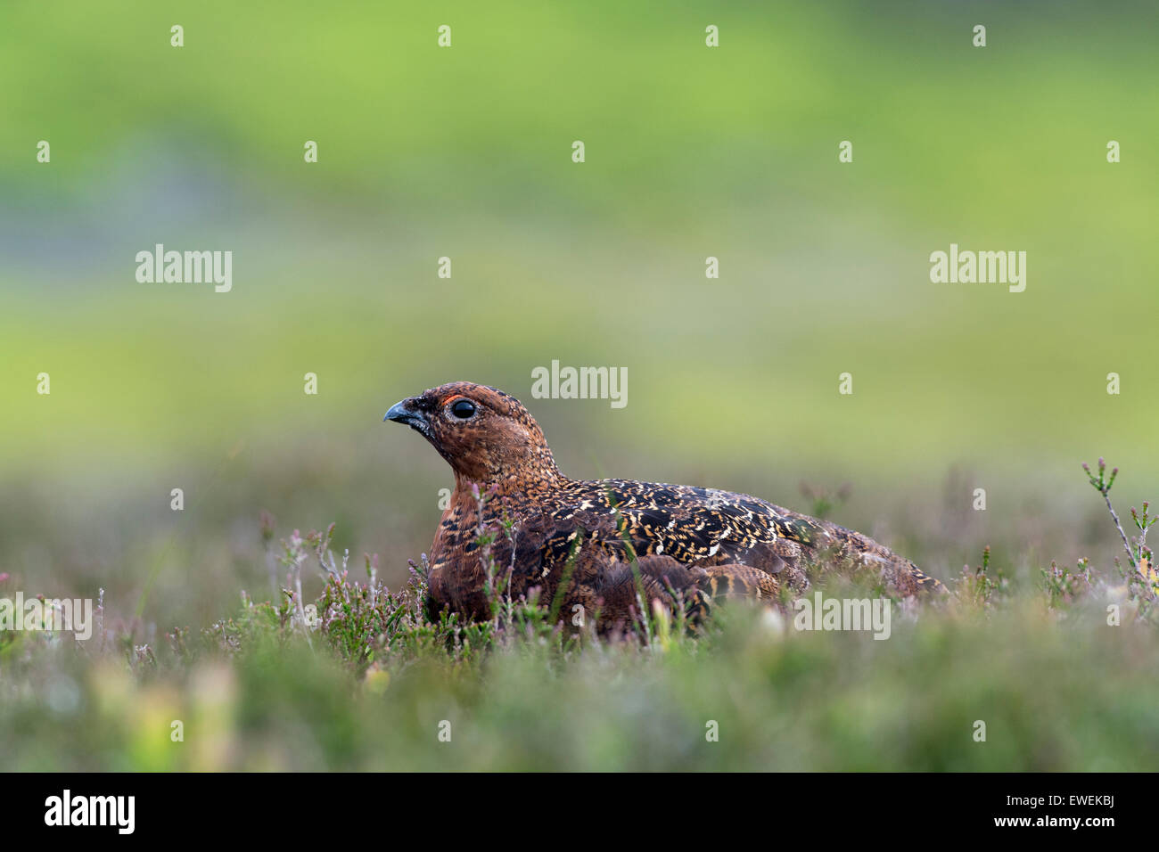 England moorland bird hi-res stock photography and images - Alamy