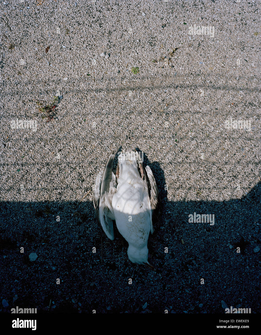 Dead seagull hi-res stock photography and images - Alamy