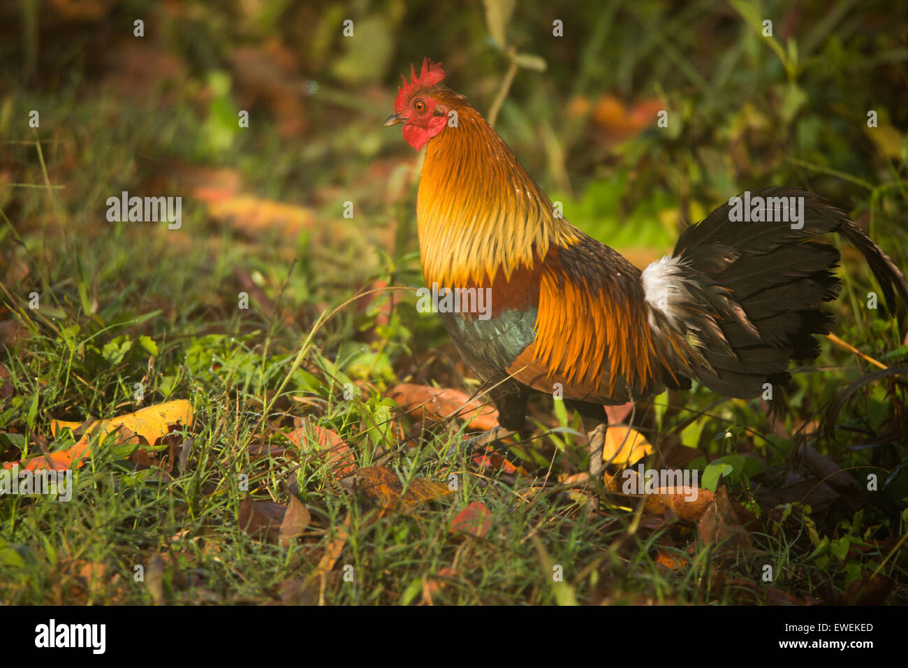 Ancestor of domesticated chicken hi-res stock photography and images ...