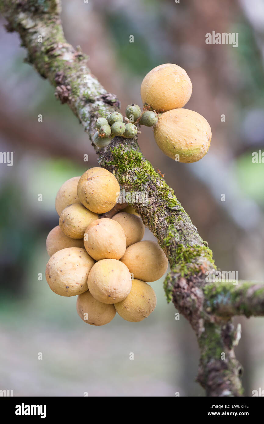 Longkong on tree hi-res stock photography and images - Alamy
