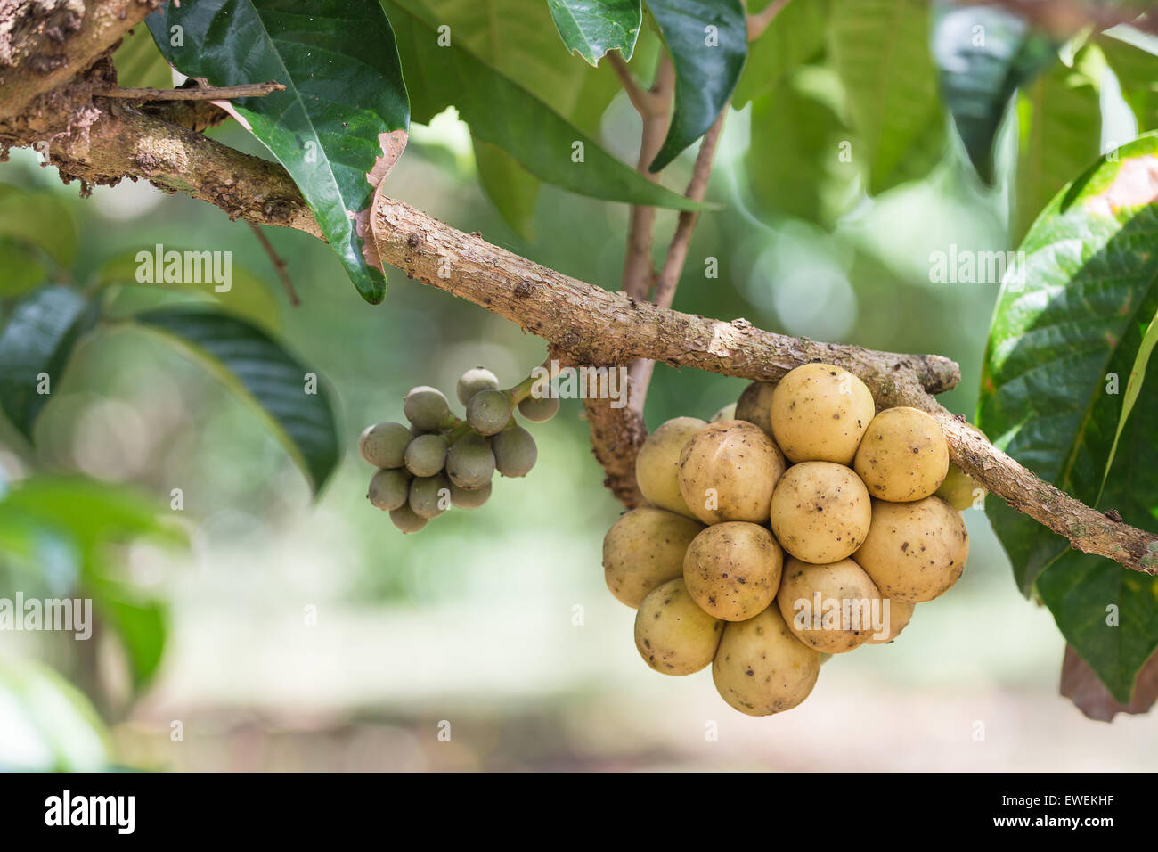 Longkong on a tree Stock Photo - Alamy