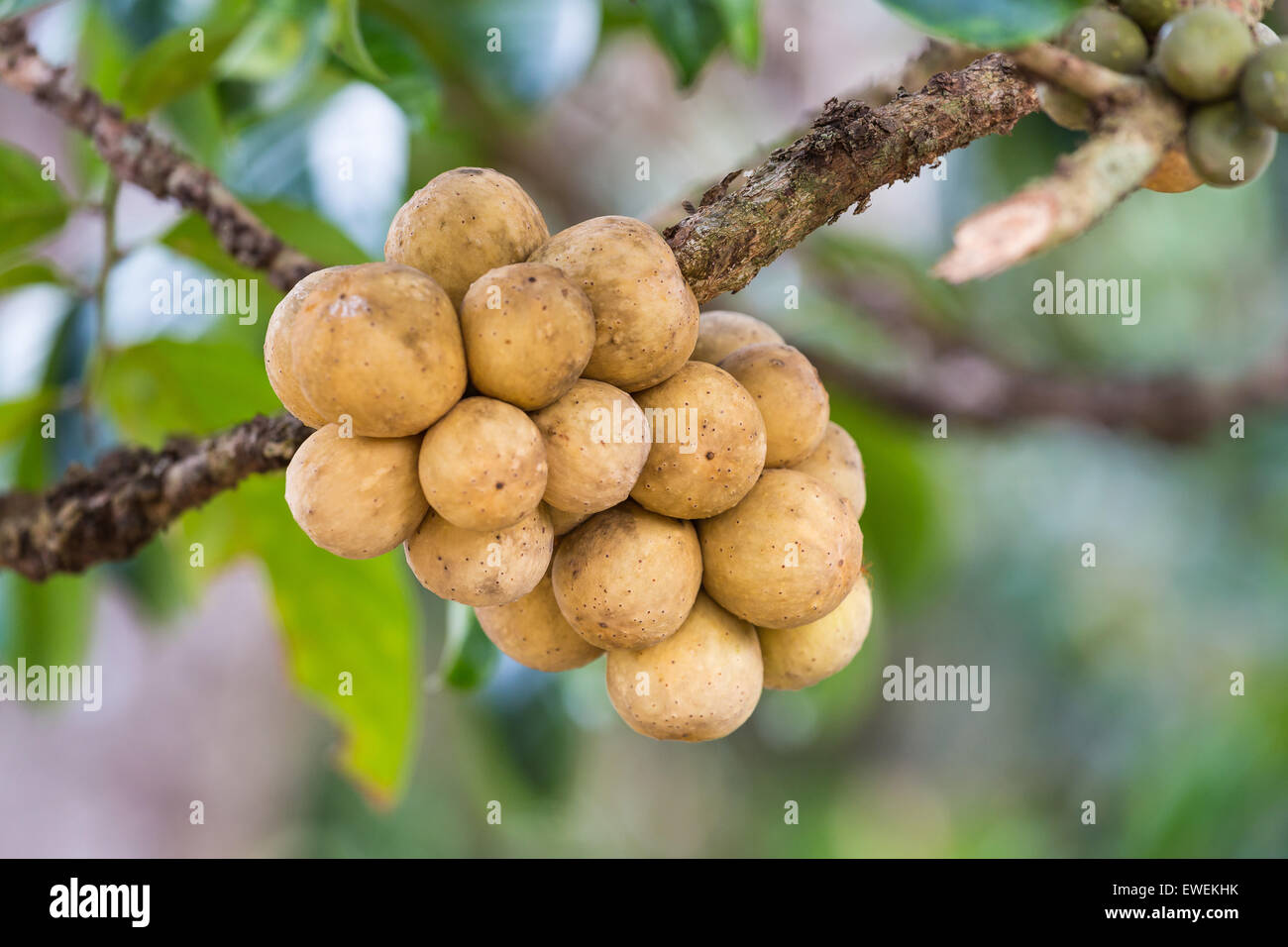 Longkong On Tree High Resolution Stock Photography and Images - Alamy
