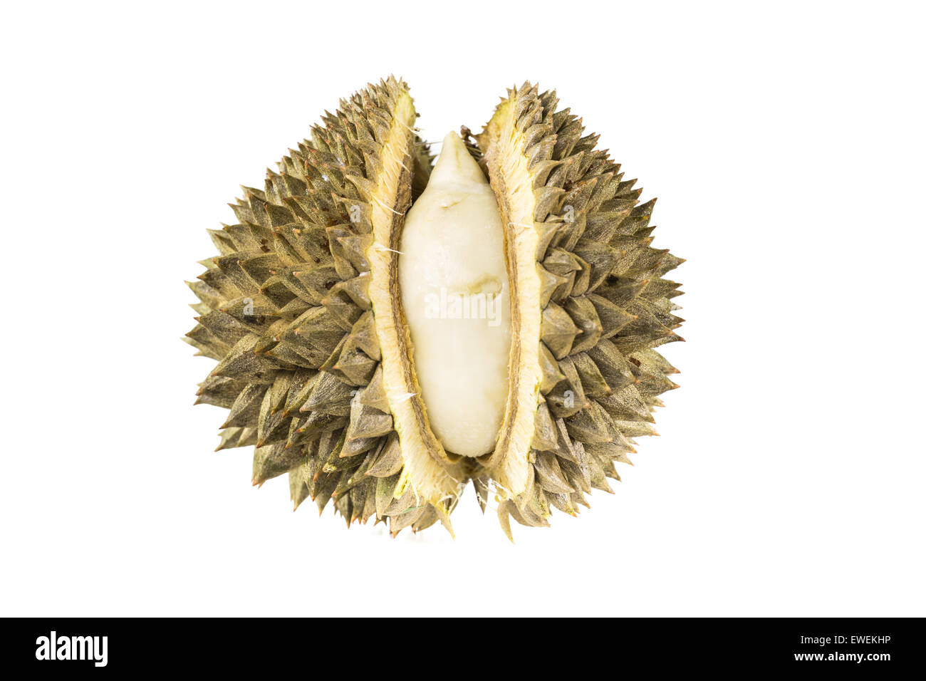 Fresh durian on tree Cut Out Stock Images & Pictures - Alamy