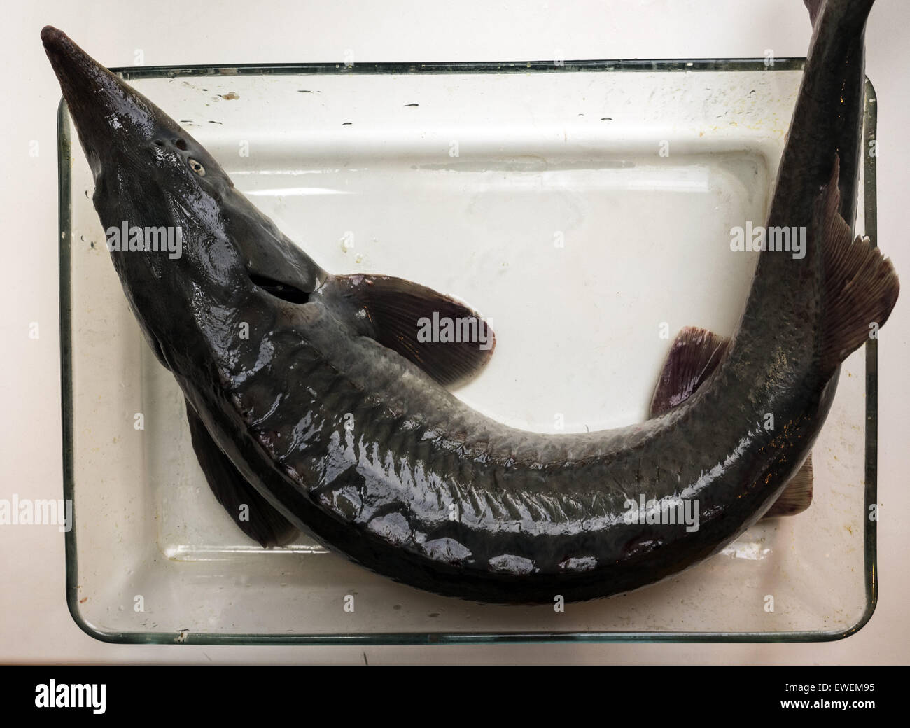 Acipenseriformes hi-res stock photography and images - Alamy