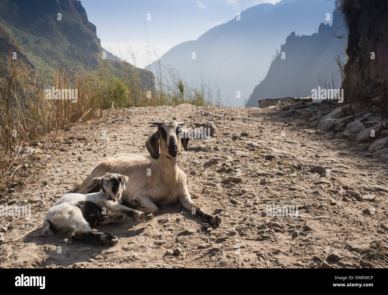 Goat wide angle hi-res stock photography and images - Alamy