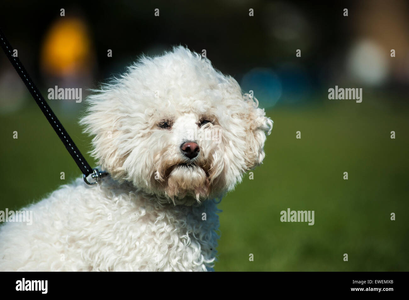 A white fluffy dog bichon frise puppy with hair blowing in the wind ...