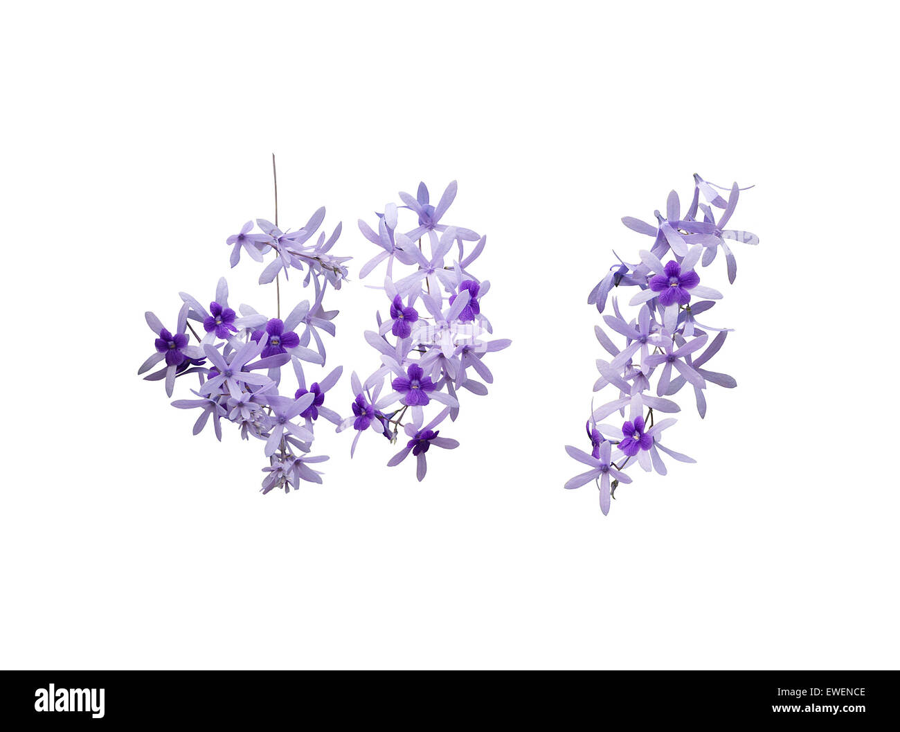 Three white flowers on Cut Out Stock Images & Pictures - Alamy