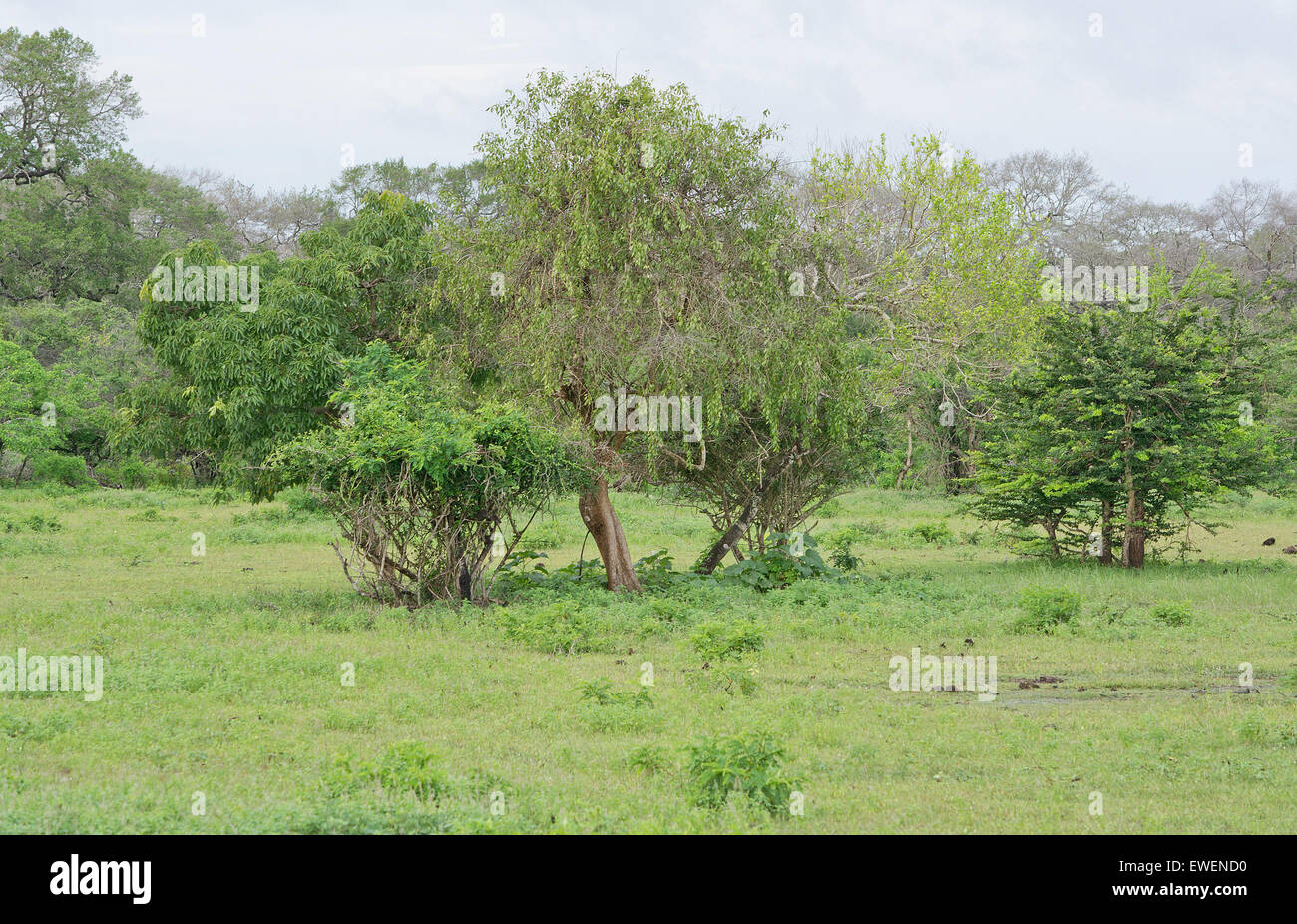 Tree vegetation in Yala National Park, Sri Lanka, Asia Stock Photo - Alamy