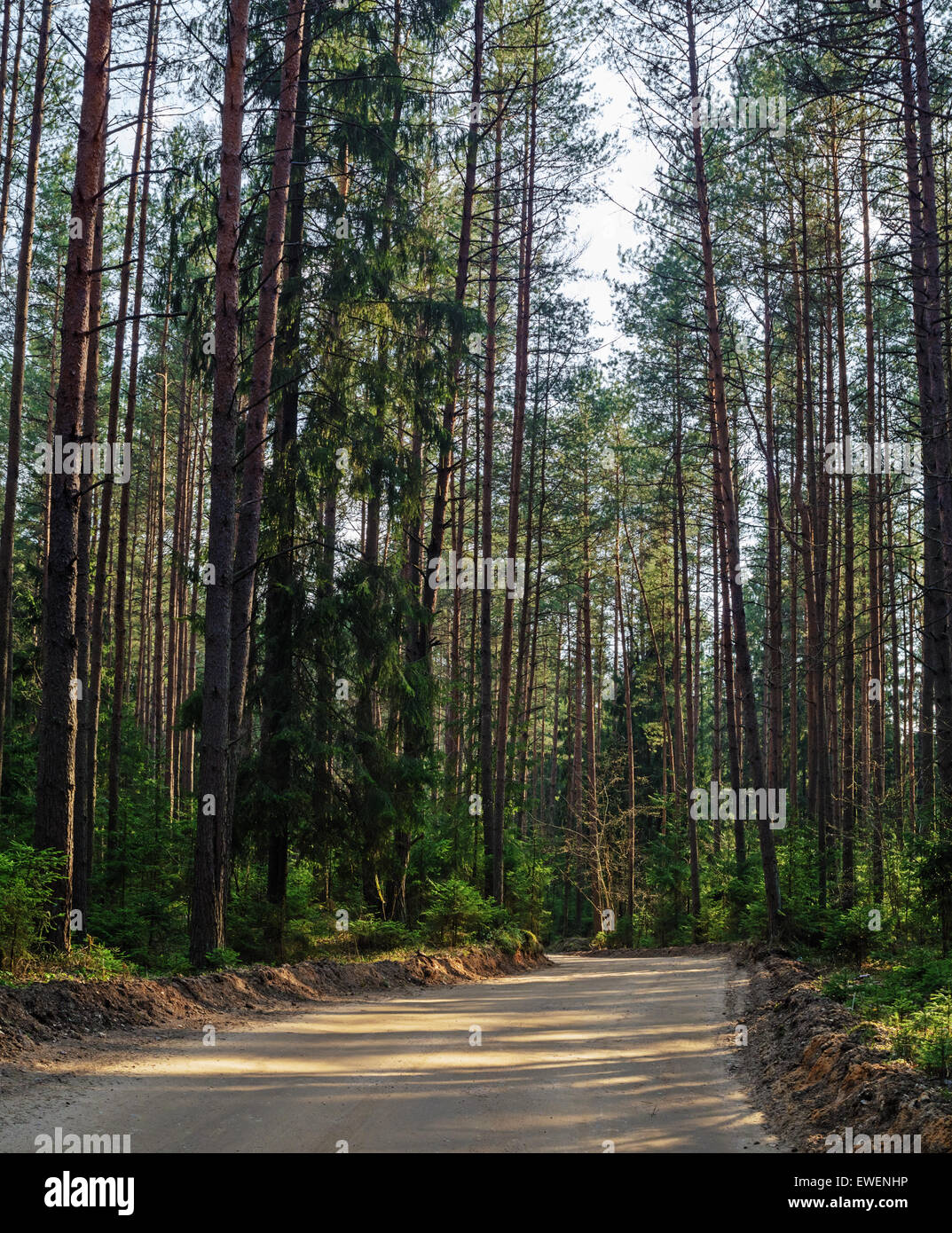 Dense forest light spot hi-res stock photography and images - Alamy