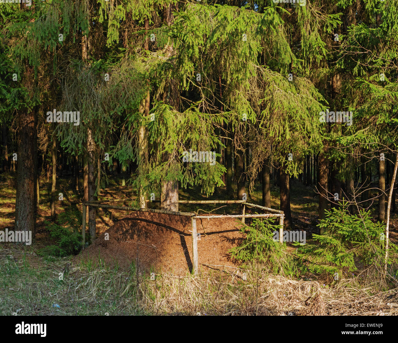 Ant trail color hi-res stock photography and images - Alamy
